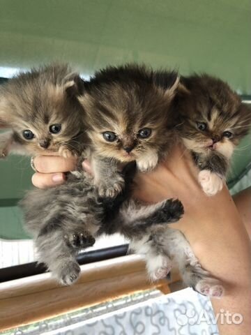 Котята бесплатно