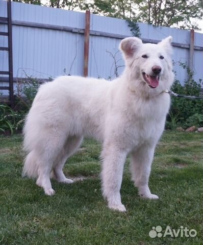 Бэлла - собака в добрые руки