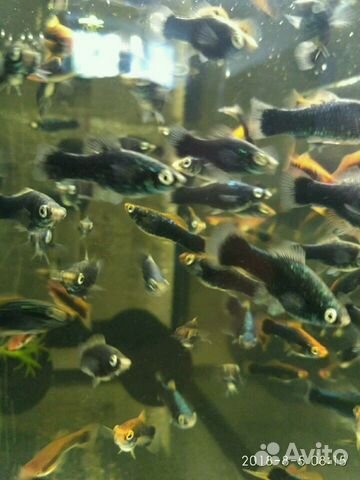 Меченосцы чёрные