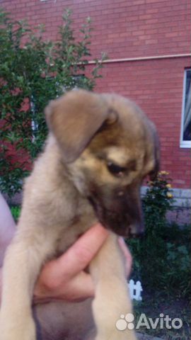 Отдам собаку в добрые руки