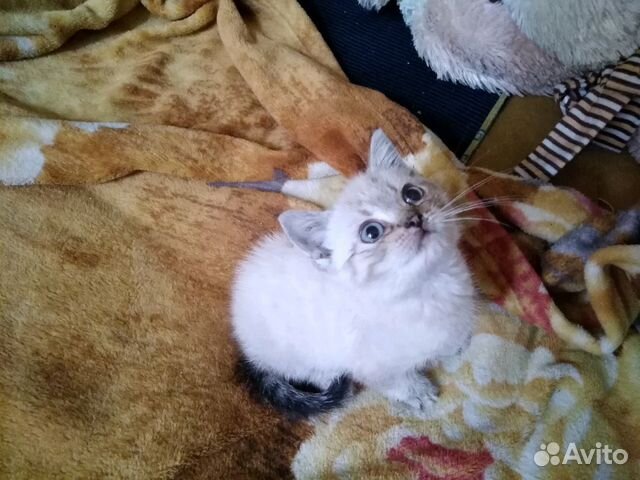Шотландский котёнок