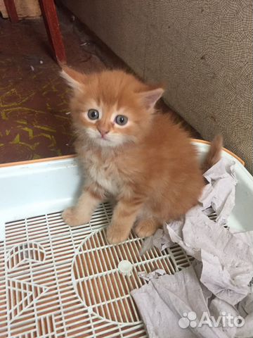 Котята девочки