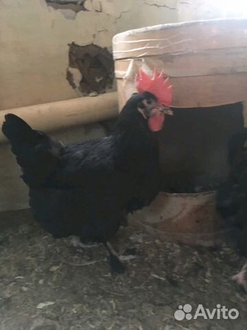 Семья маранов серебро