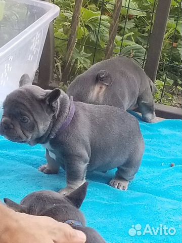 Французские бульдоги