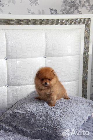 Шпиц -девочка буу