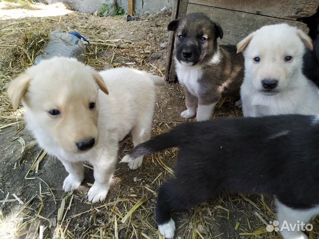 Щенки