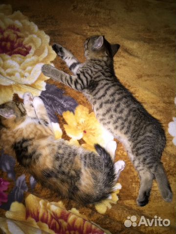Отдадим котят в хорошие руки. Девочку трехцветную