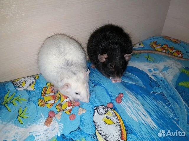 Крысы дамбо