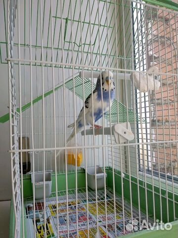 Попугайчик Гоша