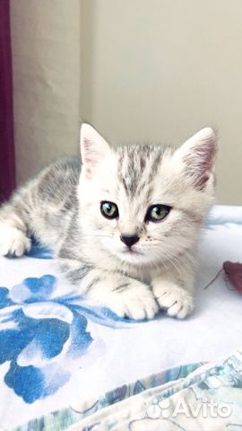 Британские мраморные котята