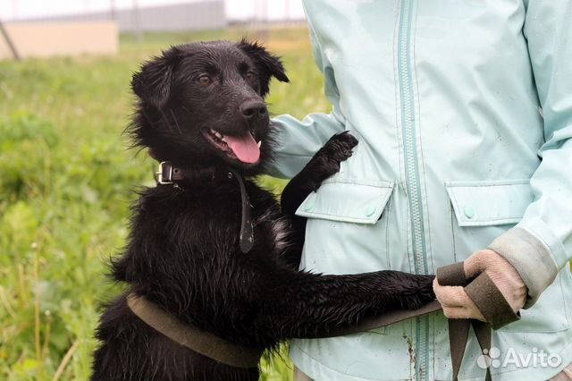 Щенок-подросток