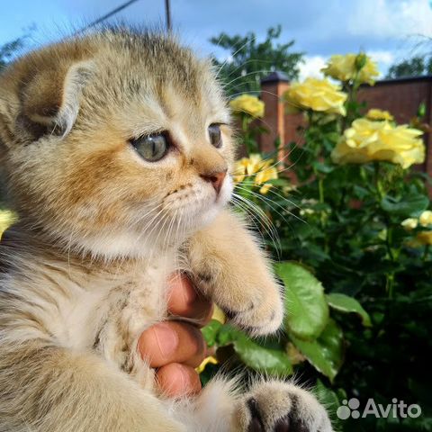 Золотинки и серебринки