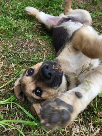 Красавец Рэй