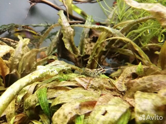 Продам рыбок и растения
