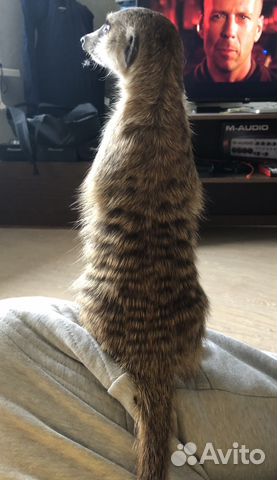 Продам Суриката 5 мес