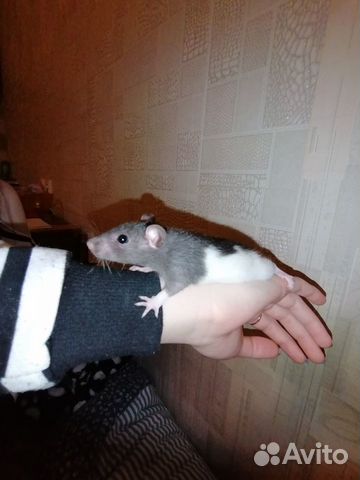 Отдам крыску