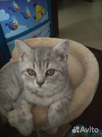 Прямоухий котенок в ответственные руки