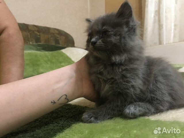 Котенок от вислоухой кошечки