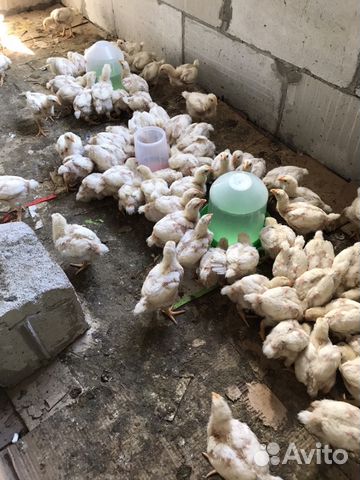 Куры бройлеры