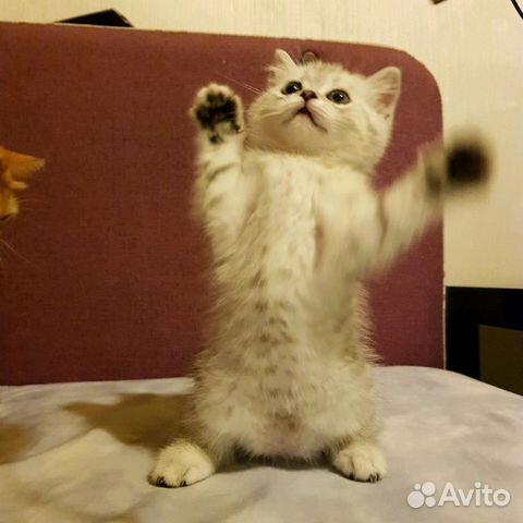 Котята британская шиншилла