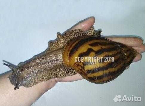 Улитка Ахатина Тигр