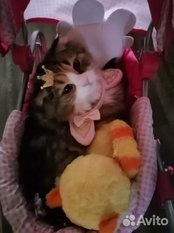Шотландская вислоухая кошка пушистая
