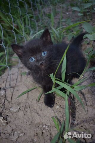 Котята