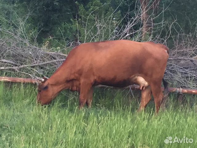 Дойные коровы