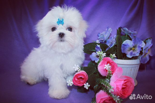 Чудо мальчик мальтийской болонки 3 мес