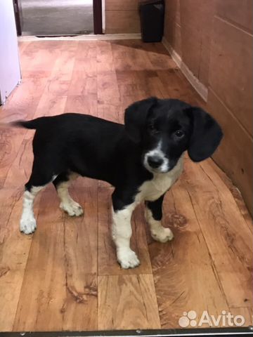 Отдадим Щенка «бигля» в хорошие руки