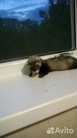 Продам хорька