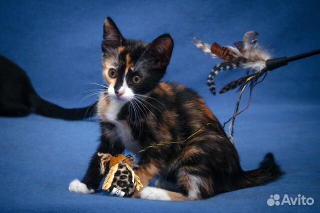 Очаровательная Ириска в добрые руки