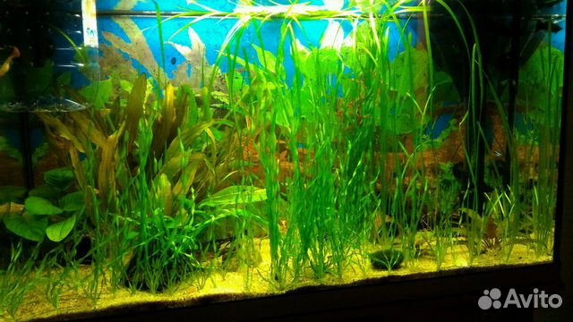 Валиснерия спиральная