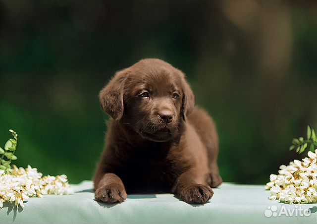 Лабрадор шоколадный коричневый девочка 5 мес РКФ