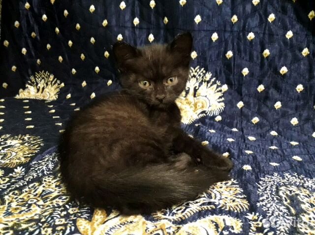 Черный котенок 2мес мальчик метис