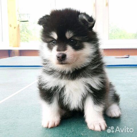 Помски ф3 мини хаски