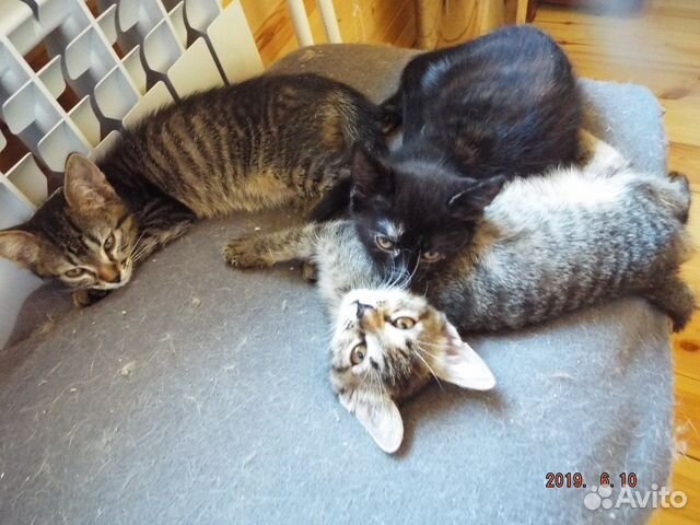 Шпротик, Килька и Ряпушка в поиске дома