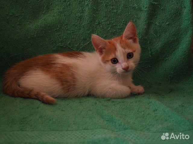 Солнечная малышка ищет дом