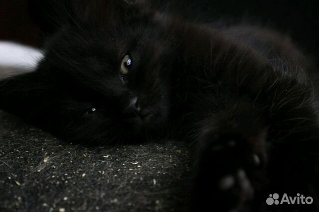 Черный котенок