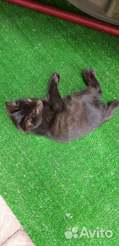 Котята полубританцы