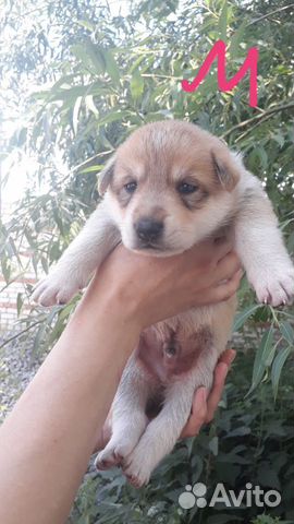 Щенки в добрые руки