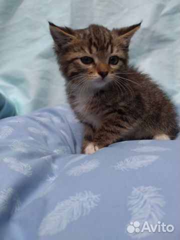 Маленький котенок Бася в дао