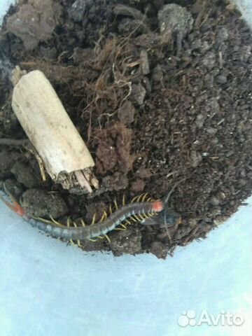 Сколопендра