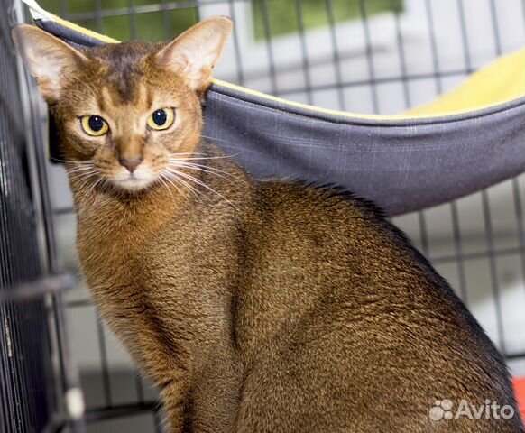Отдается в дар кошка. 2 года