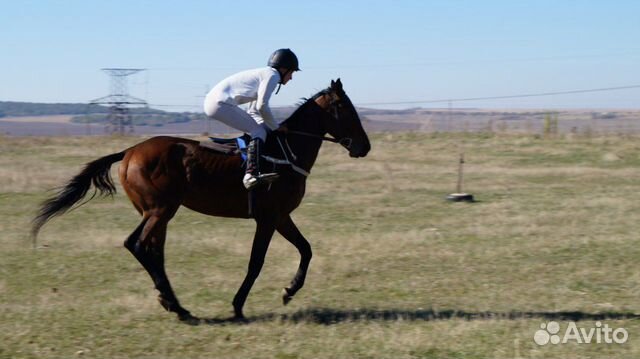 Продам лошадей