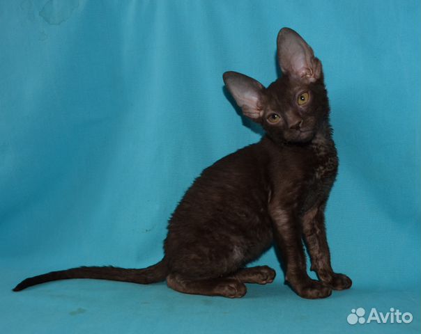 Шоколадный котик шикарный 3 мес