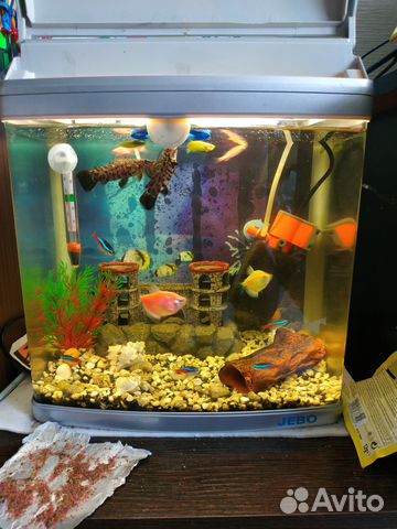 Аквариум с рыбками