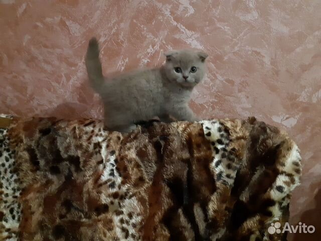 Продаются шикарные шотландские котята
