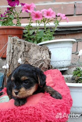 Медвежата - Живые игрушки