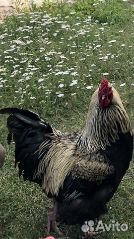 Петух Брама чёрная